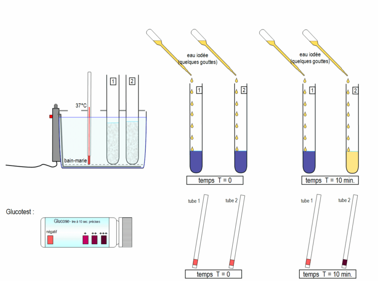 digestioninvitro | Quiz